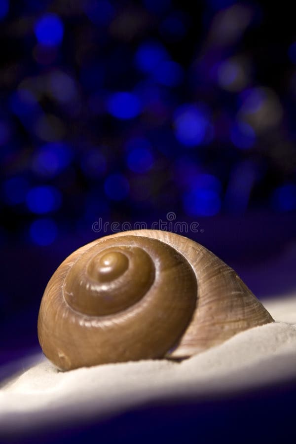 Shellblue stock photo. Image of remote, shell, sand, shot - 11555362