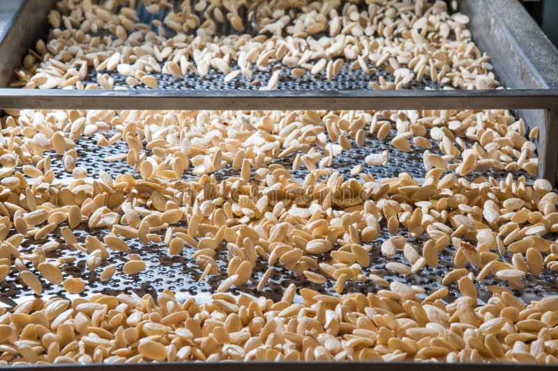 The working of almonds stock image. Image of husked - 183078513