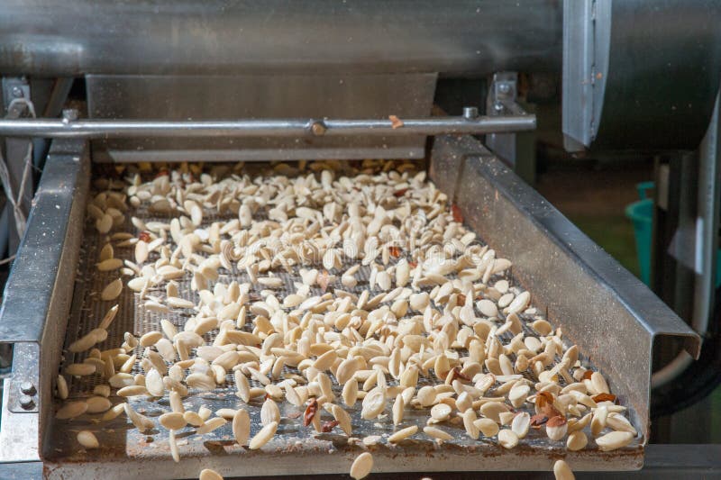 The working of almonds stock photo. Image of dehusking - 183085300