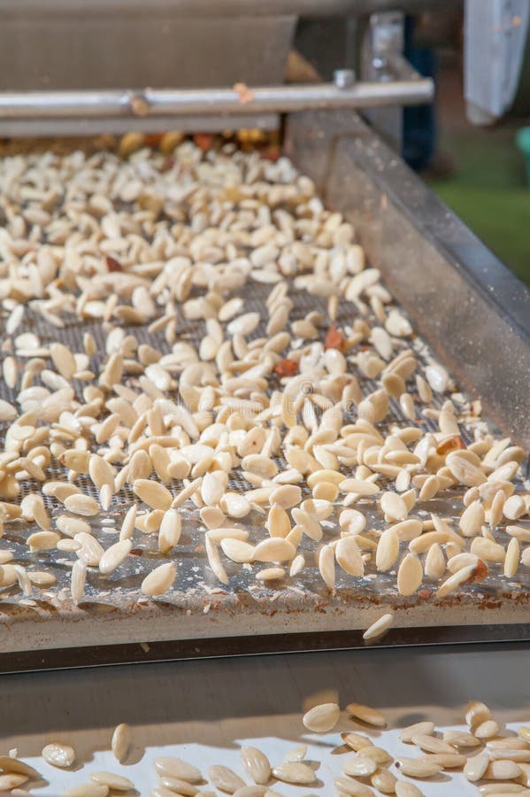 The working of almonds stock photo. Image of dehusking - 183108492