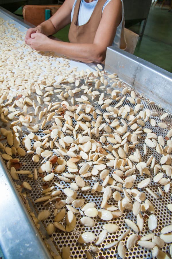 The working of almonds stock photo. Image of dehulling - 183108642