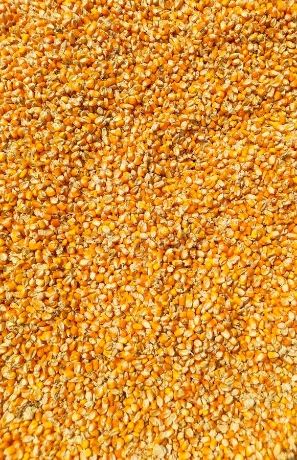 Shelled Corn in the Process of Drying in the Sun by Traditional Farmers ...