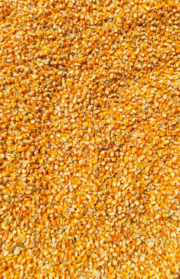 Shelled Corn in the Process of Drying in the Sun by Traditional Farmers ...