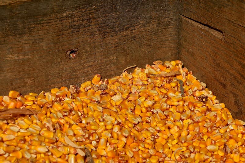Bushel of corn stock image. Image of farmers, produce - 10518727