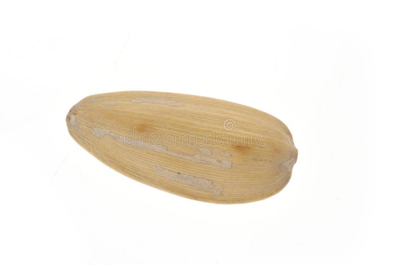 Shelled melon seeds stock image. Image of seeds, market - 344155059