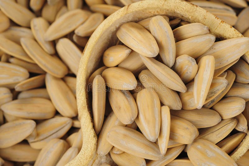 Shelled melon seeds stock image. Image of food, delicious - 344155085