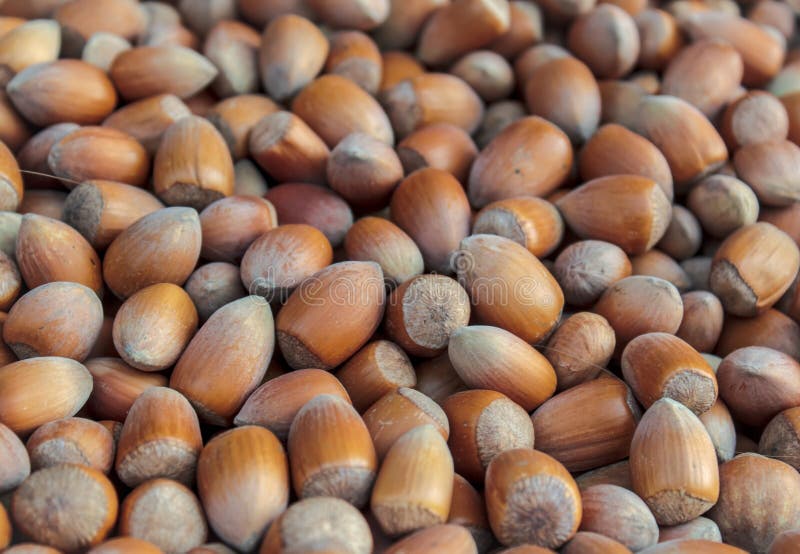 Shelled nuts stock image. Image of nutshell, closeup - 37562997