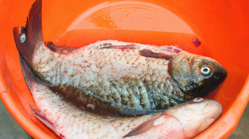 Shelled Raw Fish in the Toe Stock Image - Image of cooking, moronidae ...