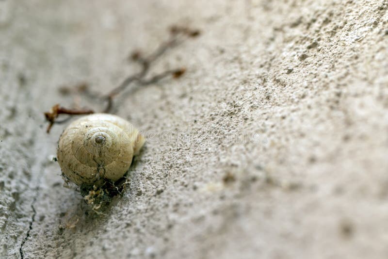 The Shelled Snail Has Part of the Ivy Plant Next To it, on the Outer ...