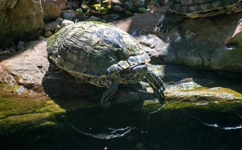 Shelled Turtle Entering Water Near Rocky Shore Stock Photo - Image of ...