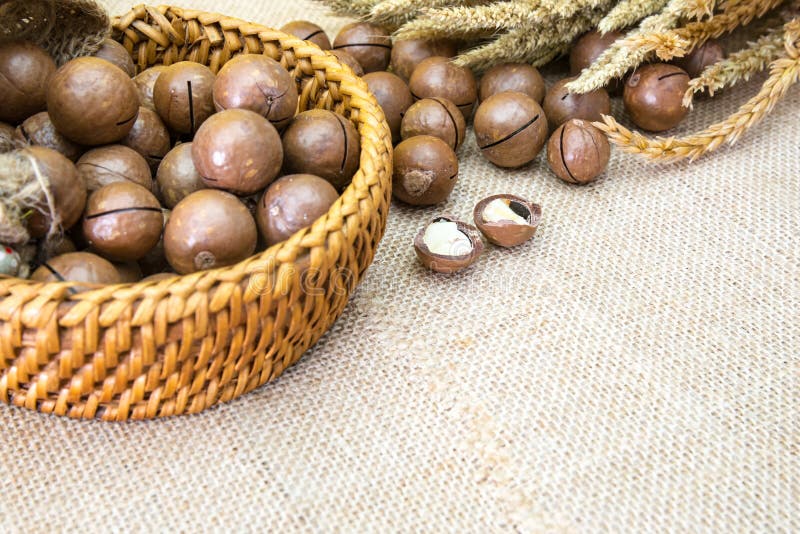 Shelled and Unshelled Macadamia Nuts on Wood Vintage Background Stock ... Shelled and Unshelled Macadamia Nuts on Wood Vintage Background Stock ...