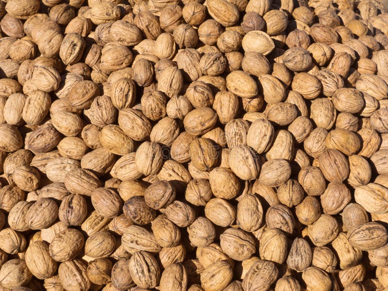 Shelled Walnuts stock image. Image of drink, frame, closeup - 30596949