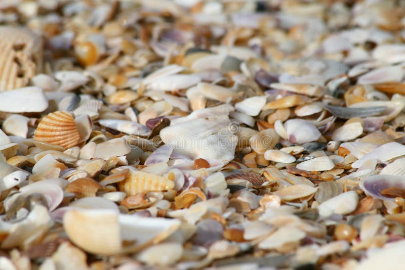 Shelles imagen de archivo. Imagen de playa, florida, costa - 13035321