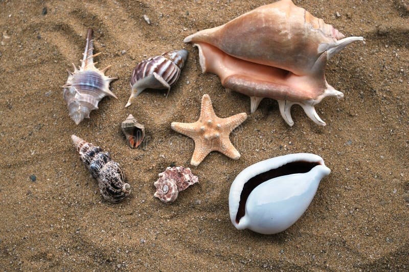 Shelles imagen de archivo. Imagen de blanco, estrella - 14616367