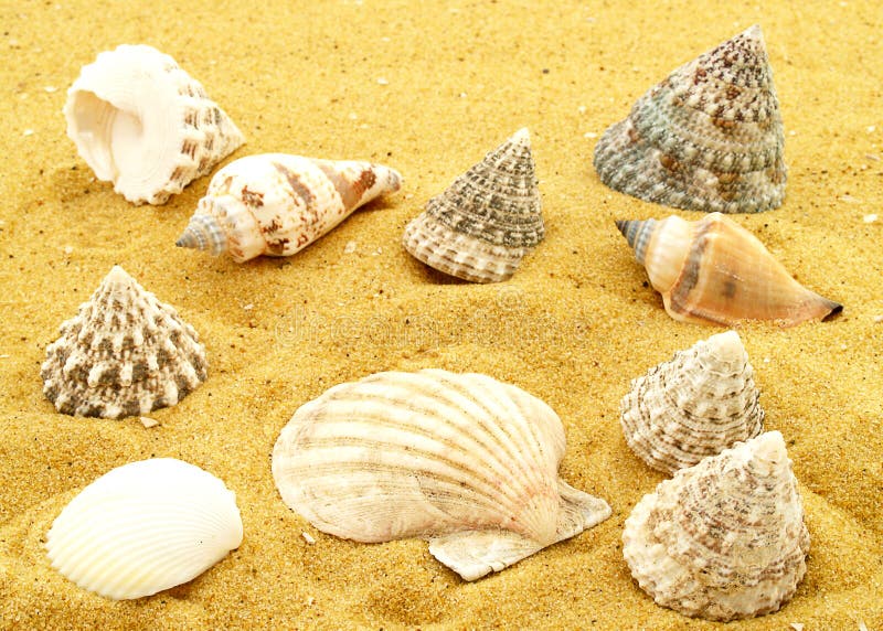 Shelles marinas foto de archivo. Imagen de shelles, formas - 2730764