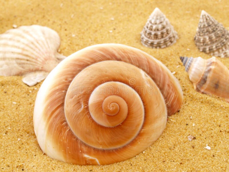 Shelles marinas foto de archivo. Imagen de shelles, formas - 2730764