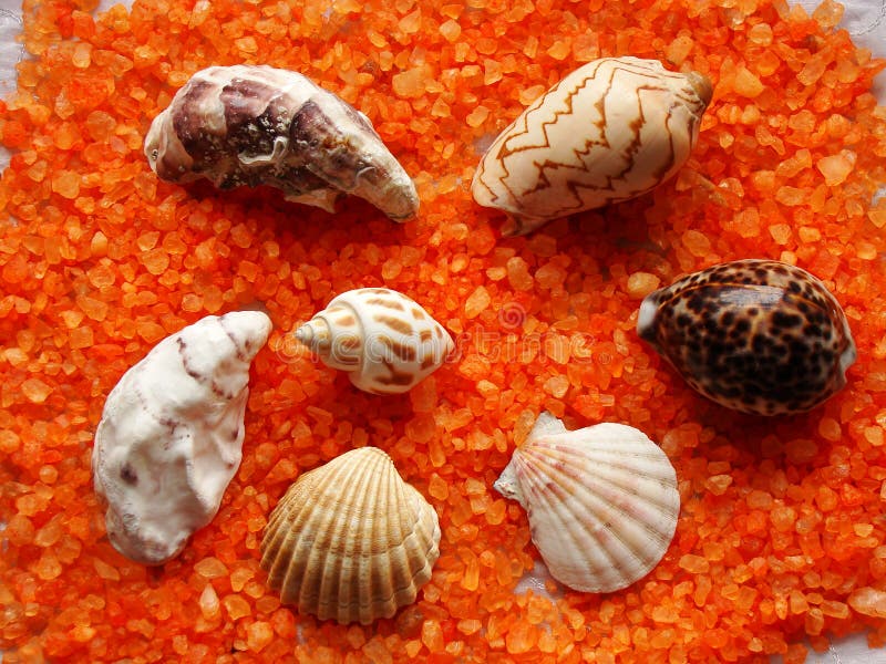 Shelles imagen de archivo. Imagen de verano, playa, shelles - 9114207