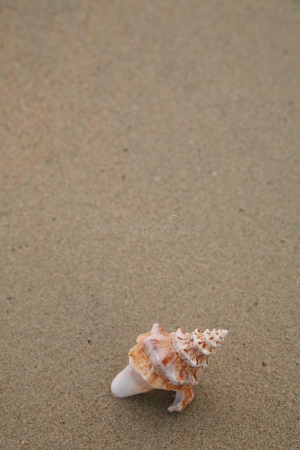 Seashell En La Arena De La Playa Imagen de archivo - Imagen de ...