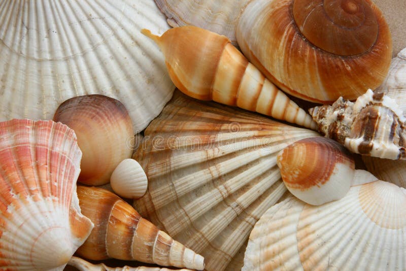 Shelles imagen de archivo. Imagen de fondo, tropical, arena - 9495117