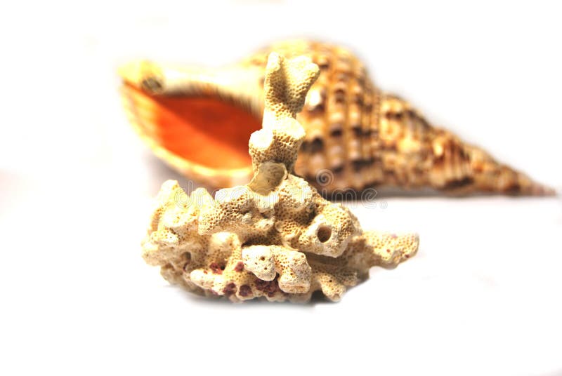 Shelles Aislados En Blanco Con Las Perlas Imagen de archivo - Imagen de ...