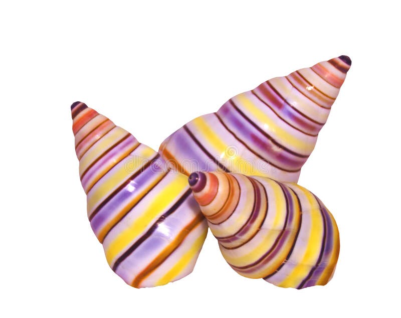 Shelles coloridos imagen de archivo. Imagen de shelles - 4370937