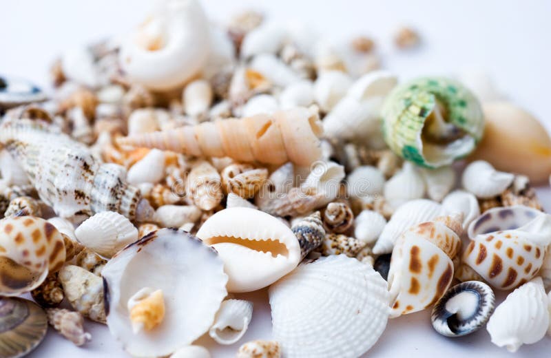 Fondo Del Seashell Con Las Perlas Foto de archivo - Imagen de copia ...