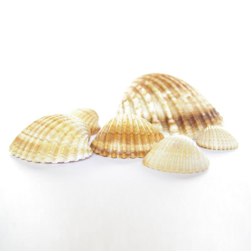 Shelles del mar imagen de archivo. Imagen de orilla, océano - 3894667