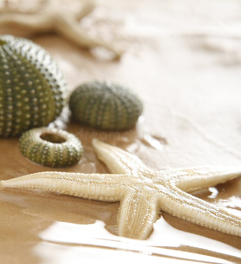 Shelles en la playa imagen de archivo. Imagen de océano - 9553727