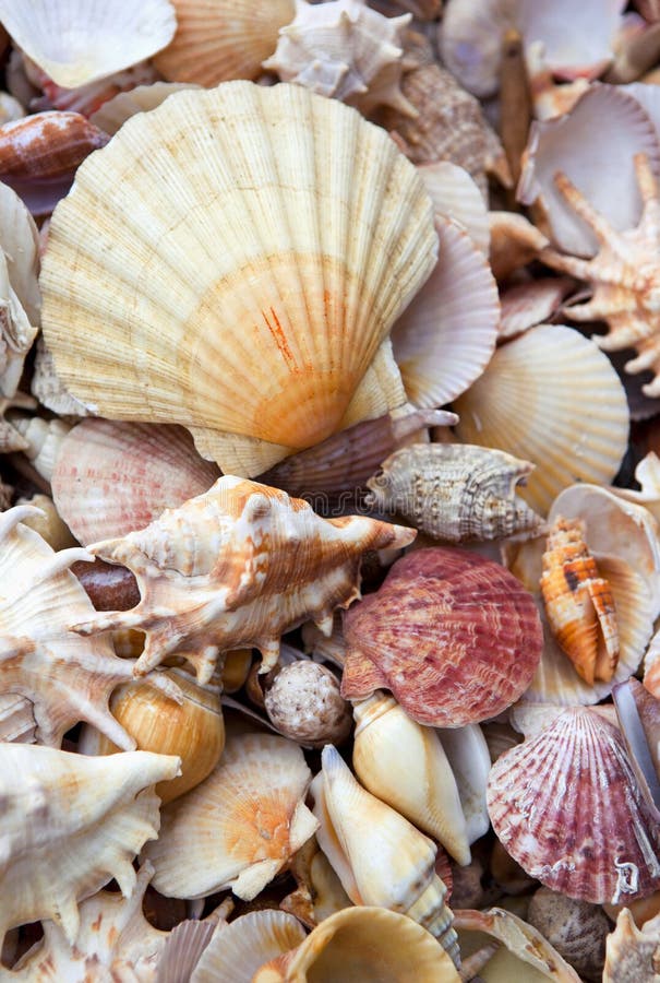 Shelles Stock Photos - Free & Royalty-Free Stock Photos from Dreamstime