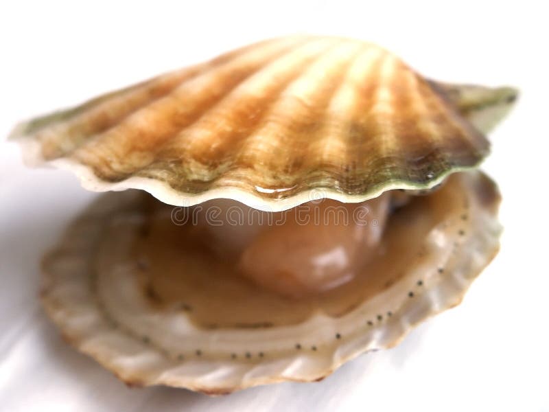 Shellfish stock image. Image of shell, shells, nutrition - 11571977