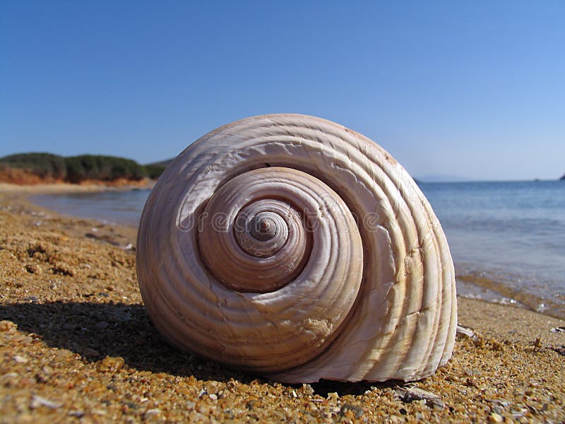 A sea shell stock image. Image of ocean, floor, marine - 20094189