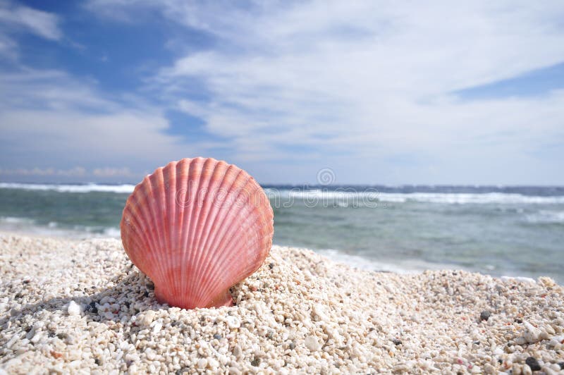 A shellfish stock image. Image of calm, beauty, quiet - 14846487