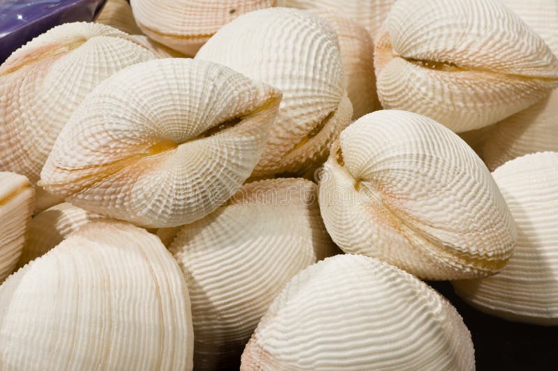 Shellfish stock image. Image of beautiful, frame, gift - 16152673