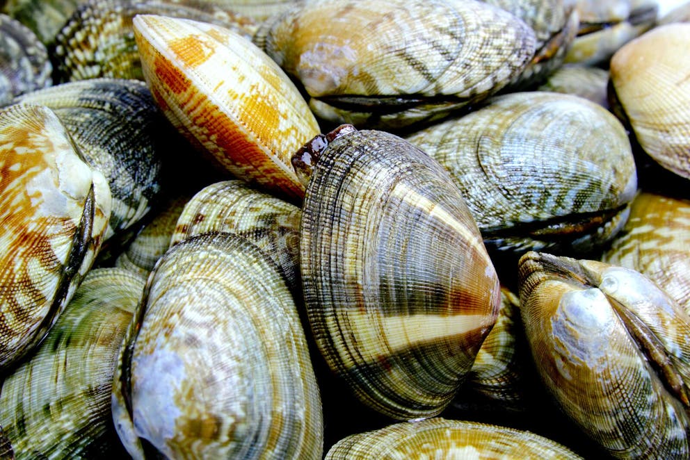 Shellfish stock photo. Image of tropical, food, marine - 18981808