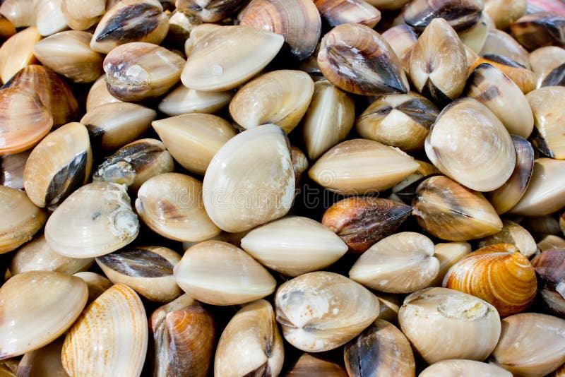 Shellfish stock image. Image of fresh, asian, gourmet - 21913547