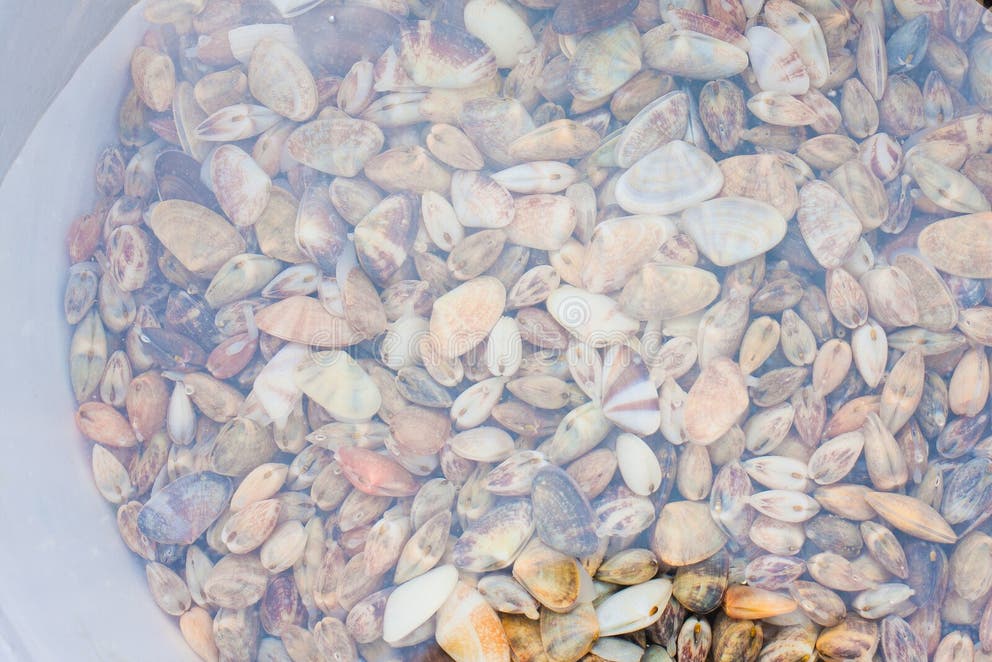 Shellfish stock photo. Image of echinoderms, edulis, cook - 25072356