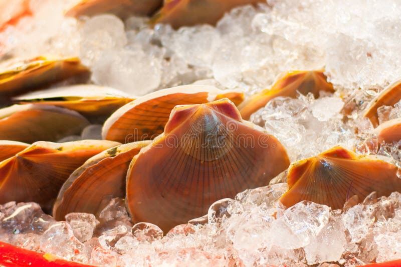 Shellfish stock image. Image of isolated, travel, aqua - 11618893