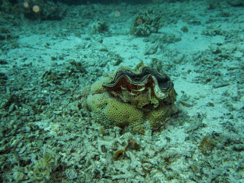 Shellfish stock photo. Image of shellfish, fish, ecosystem - 26500576