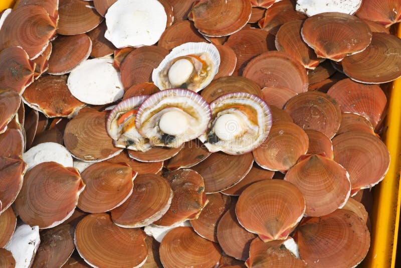 Shellfish stock photo. Image of plate, shell, uncooked - 27152768
