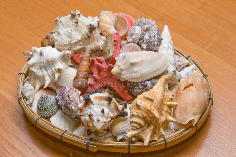 Shellfish stock photo. Image of collection, shellfish - 7185520