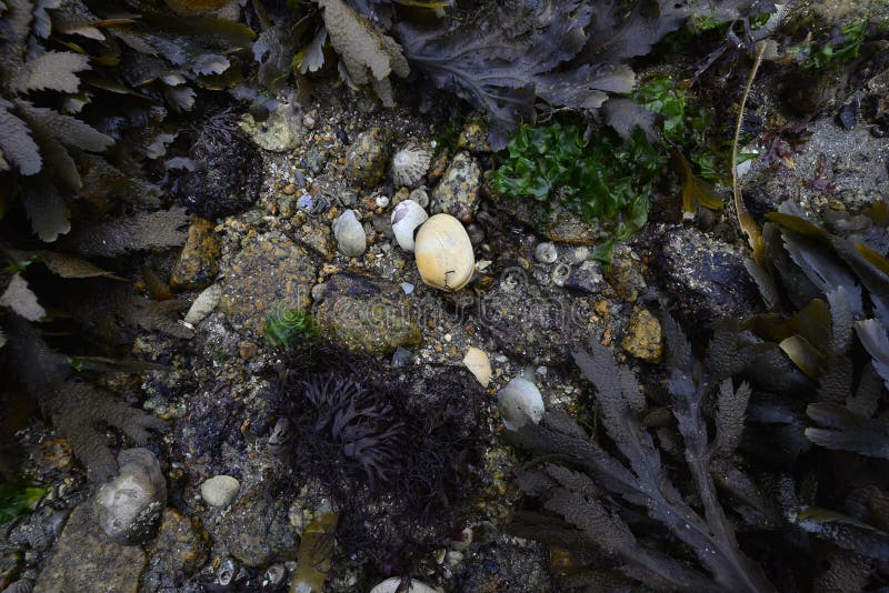 Shellfish and Algae on the Rocks of the Beaches of Galicia Stock Photo - Image of algae ...