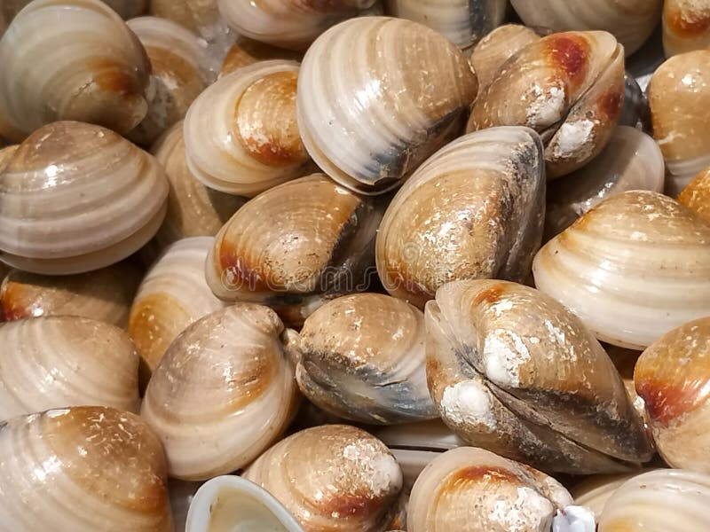 267 Sea Animals Craft Stock Photos - Free & Royalty-Free Stock Photos ...