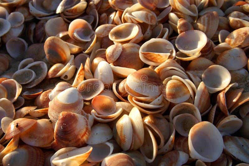 Shellfish Background Picture. Image: 5053994