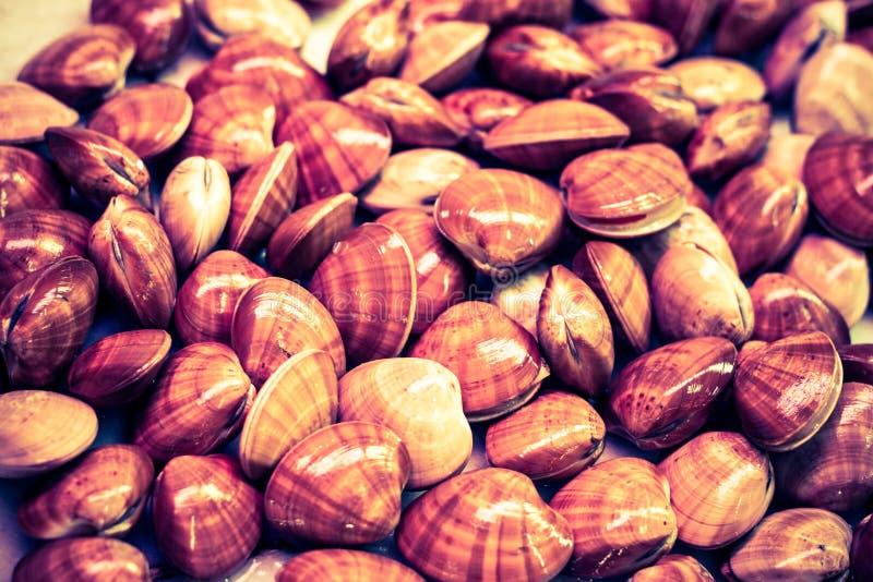 Shellfish Background stock photo. Image of pearl, sign - 25168546