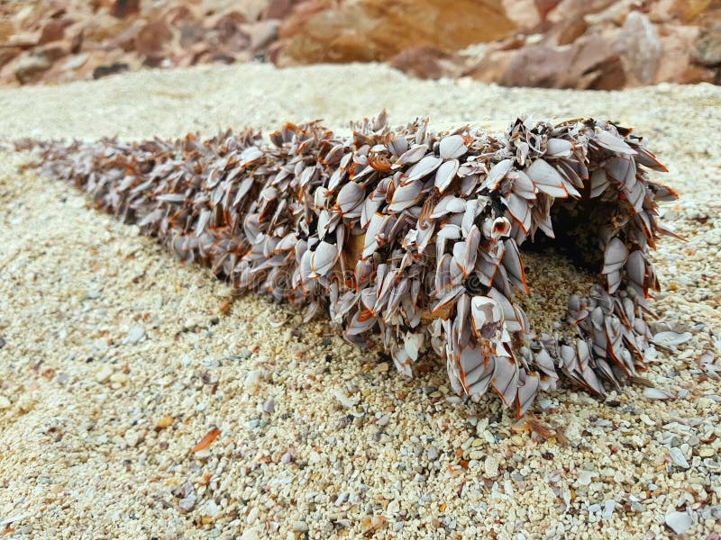 Shellfish stock image. Image of sand, shellfish, bamboo - 93106917