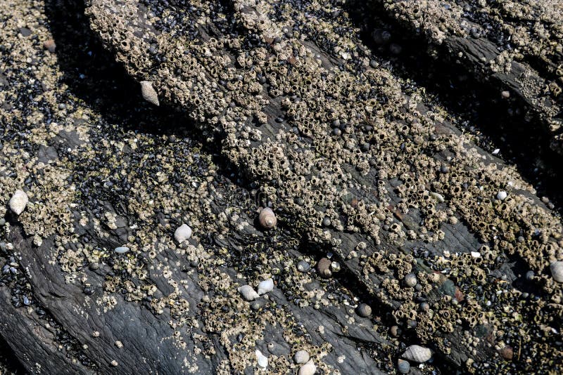 Shellfish Barnacles Coastal Rock Formation Stock Photos - Free ...