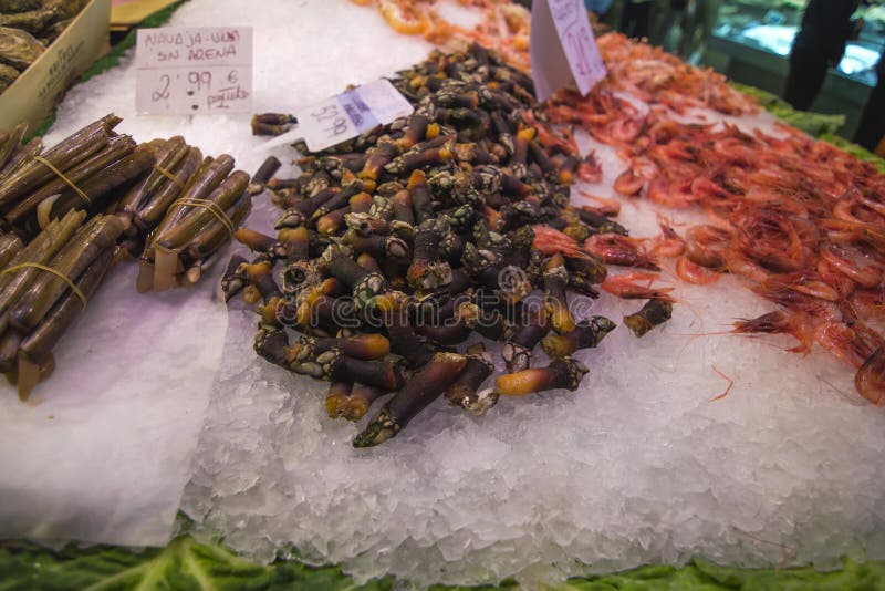 Shellfish; barnacles stock photo. Image of clams, fine - 71361792