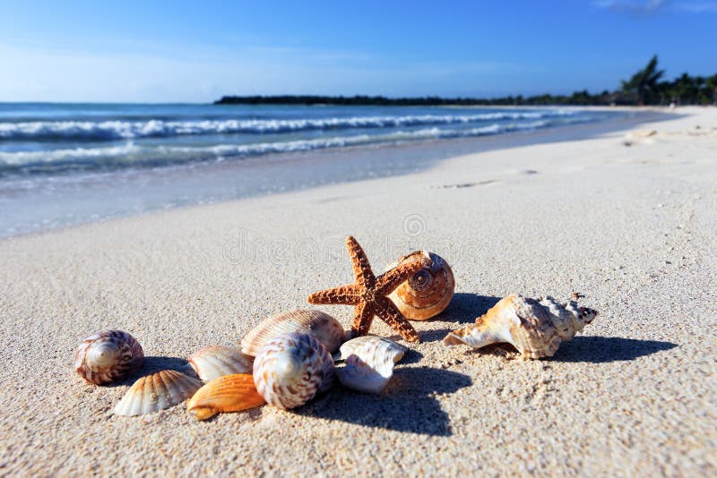 Shellfish beach stock image. Image of blue, holidays - 24265945