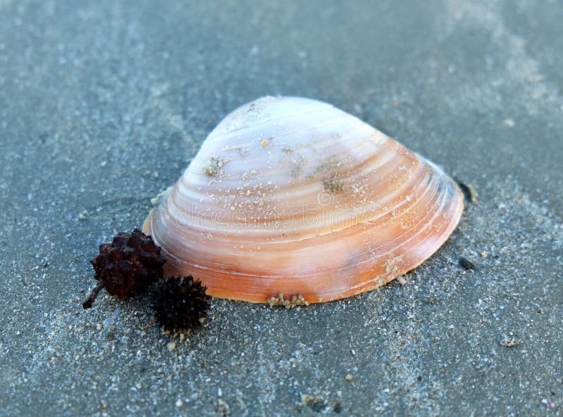 Shellfish on the beach stock image. Image of phinen, sand - 59034039