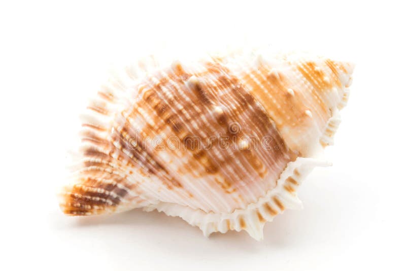 Beautiful Shellfish shell stock image. Image of shell - 53351329